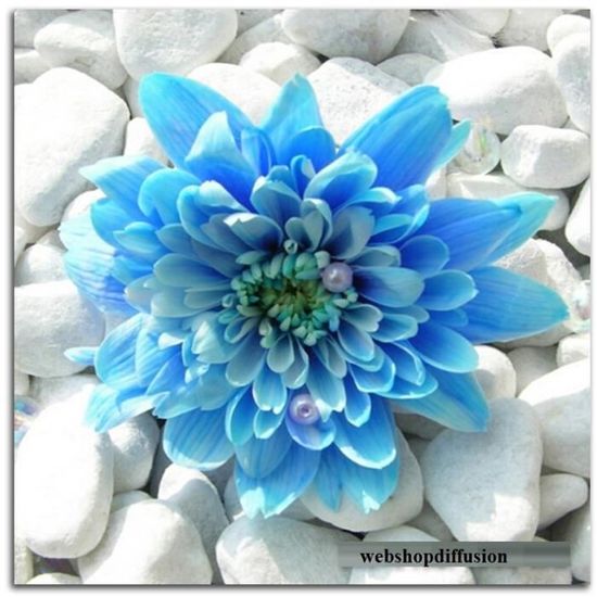 Kit Tableau 5D Fleur bleue - Cdiscount Beaux-Arts et Loisirs créatifs