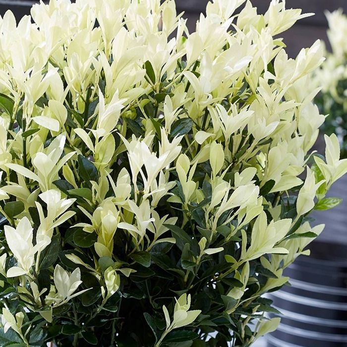 Euonymus Himalaya, arbuste persistant prêt à planter dans un pot de ...