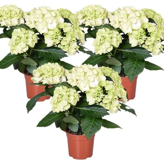 3x Hydrangea macrophylla 'Schneeball' - Hortensia - Arbuste - Rustique – D14 cm - H30-40 cm ...