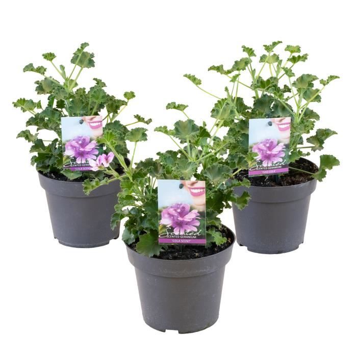 3x Pelargonium Isko Cola - Géranium cola - Parfum - D14 cm - H20-25 cm ...