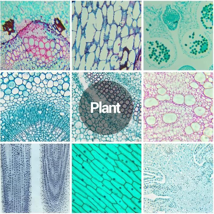 Lot de 60 Lames Préparées pour Microscope LAKWAR - Cdiscount Appareil Photo