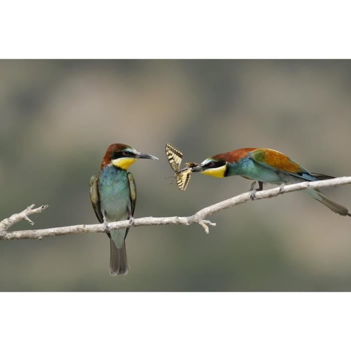 Carte Postale En 3D Avec Image De Merops Changeante[u1828] - Cdiscount ...