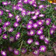 Delosperma Violet Wonder®, Pourpier vivace - Cdiscount Jardin