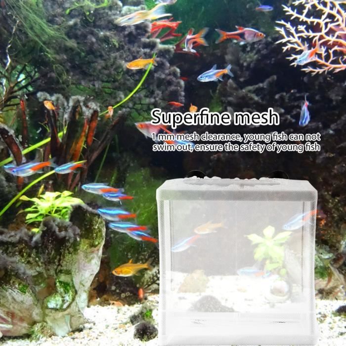 AquariumBoîte disolement pour poissons daquarium Couveuse pour poissons ...