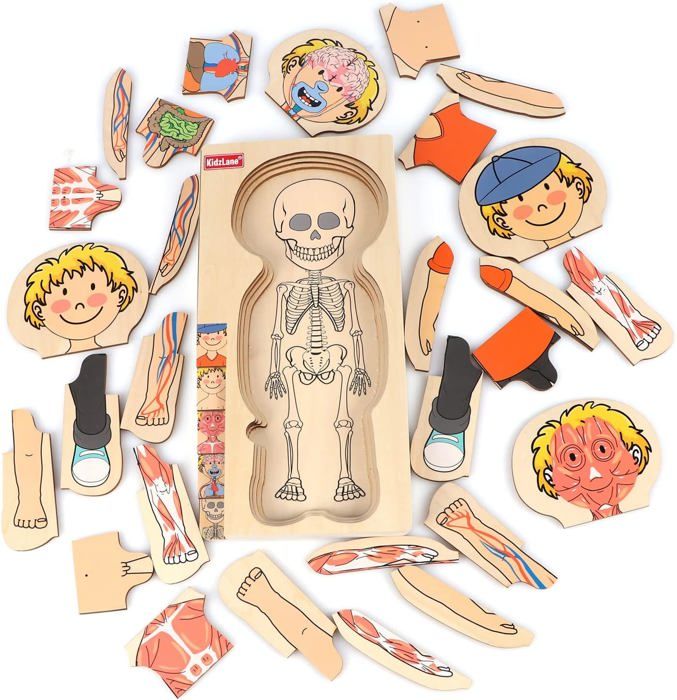 Puzzle Corps Humain 29 pièces pour garçons pour Enfants et Tout-Petits ...
