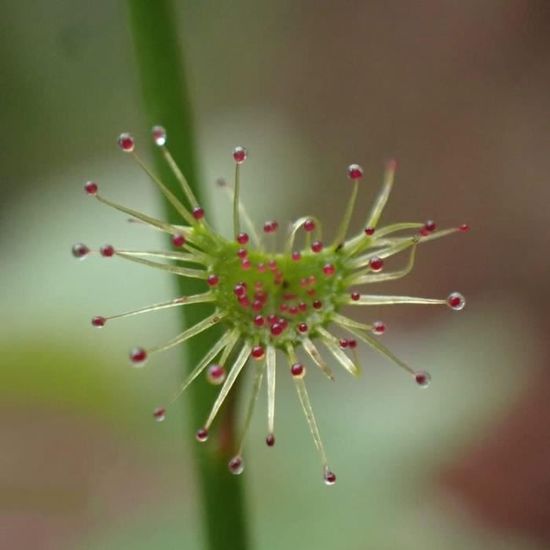 Sundew Seeds Drosera Capensis-Plante Carnivore Mange Des Insectes ...