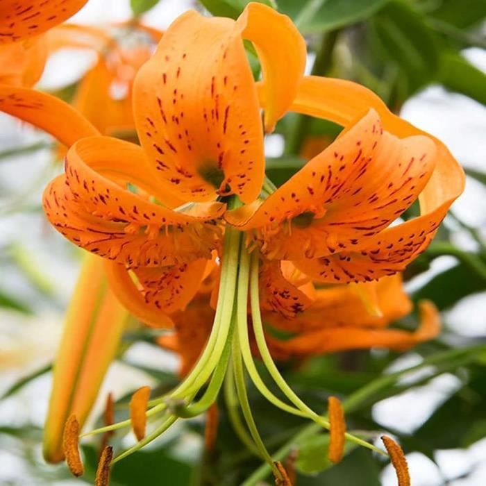 1x bulbe lys bulbes fleurs lys bulbes plante décorative bulbes fleur ...