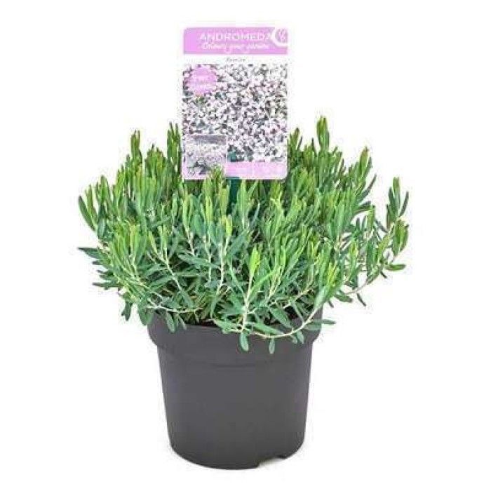 Andromeda pol. 'Blue Ice' - Andromède 'Blue Ice' 15- 20 cm en pot ...