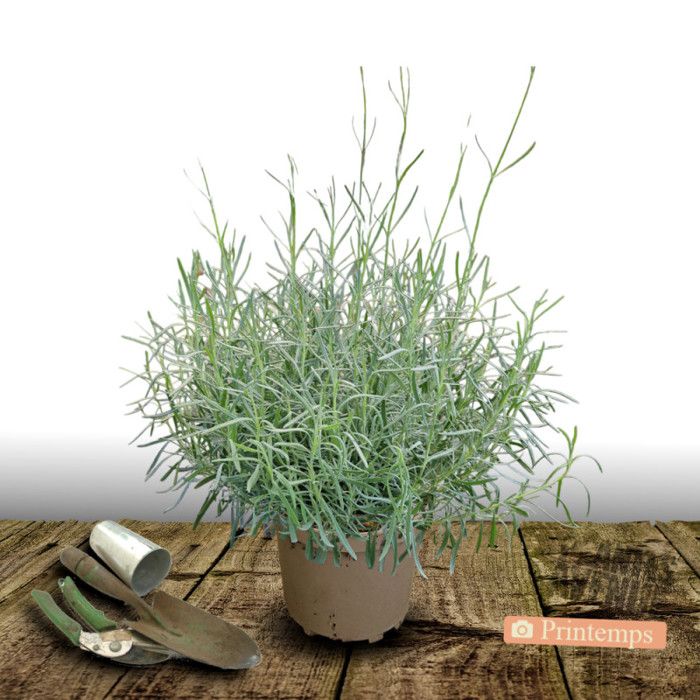 Lavande Dutch Lavander, Lavandin - Cdiscount Jardin