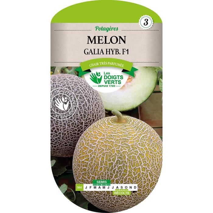 Melon Galia Hybride F1[424] - Cdiscount Jardin