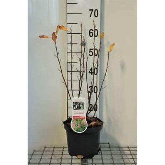 Clethra aln. 'Ruby Spice' - Clèthre À Feuilles D'Aulne 'Ruby Spice' 30- 40 cm en pot - Cdiscount ...