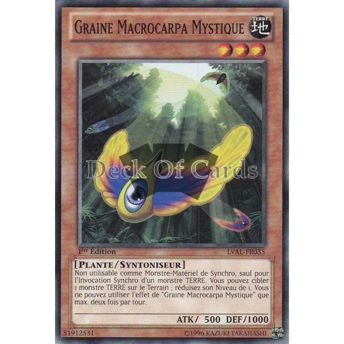 Graine Macrocarpa Mystique (LVAL-FR035) - Cdiscount Jardin