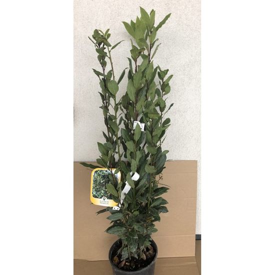 Laurus nobilis - Laurier, Laurier Noble, Laurier Sauce 25-30 cm en pot ...