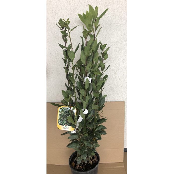 Laurus nobilis - Laurier, Laurier Noble, Laurier Sauce 25-30 cm en pot ...