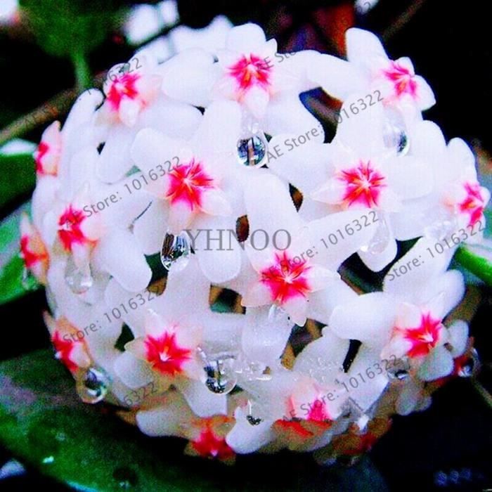 Version 19 - Couleur Hoya Fleur Fleurs Rare Plante Vivace Carnosa ...