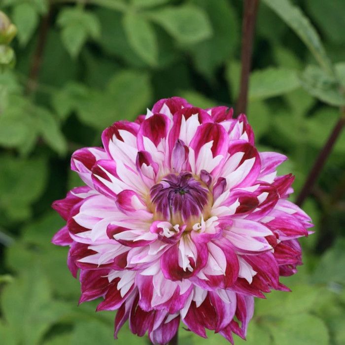 Dahlia décoratif Prince d'eckmuhl - Cdiscount Jardin