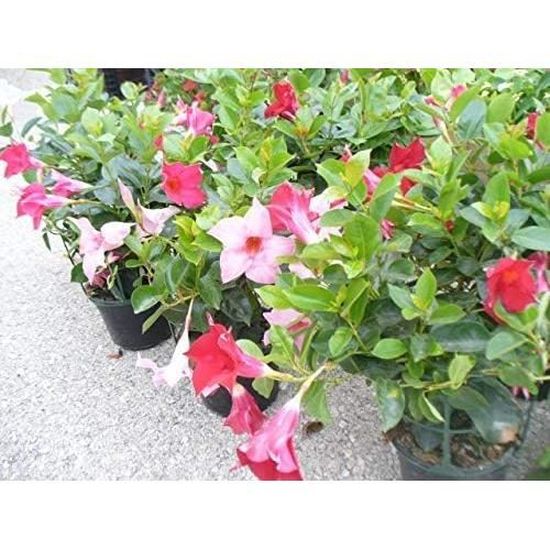 WEYE-50 Pcs-sac Rare Dipladenia Sanderi Graines vivaces Escalade ...