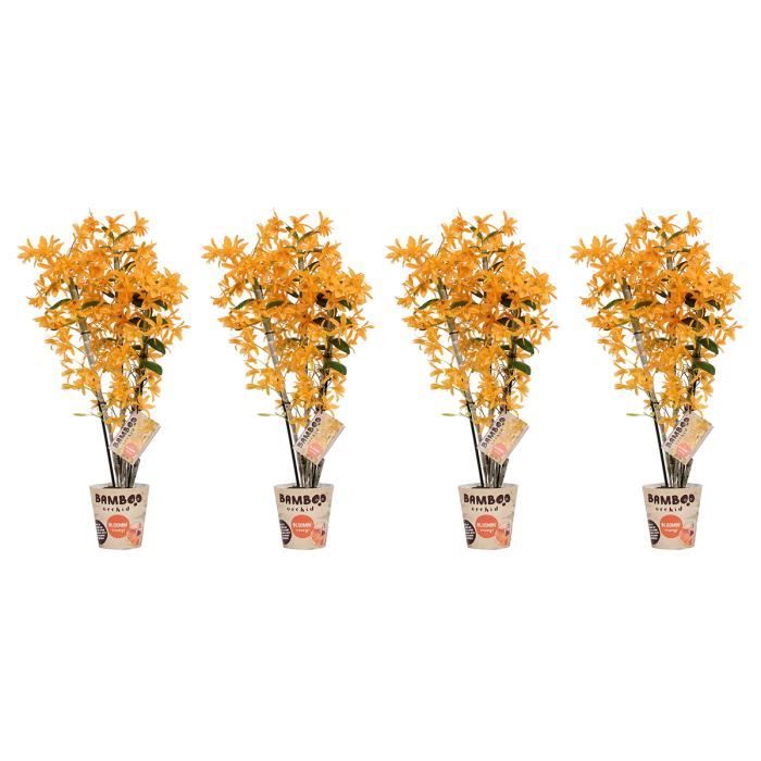 Orchidées – 4 × Bambou Orchidée – Hauteur: 50 cm, 3 pousses XF1A ...
