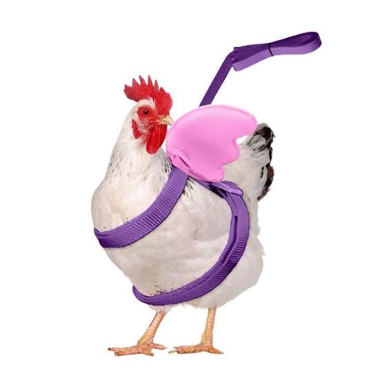 Animaux collier,D-S--Harnais de marche en plein air pour canard de ...