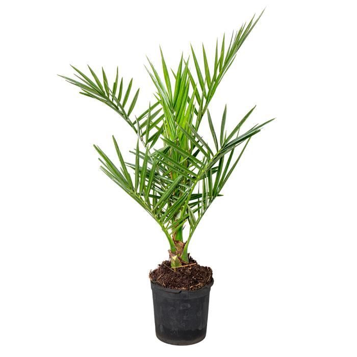 Phoenix Canariensis - Palmier dattier des Canaries - Palmier - Rustique ...