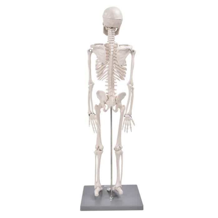 Modèle de squelette d'enseignement Modèle de Squelette Humain de 85 Cm ...