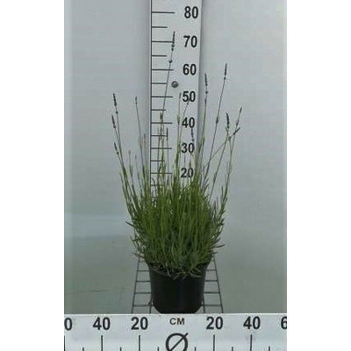 Lavandula int. 'Dutch' - Lavandin En pot 3 litre - Cdiscount Jardin