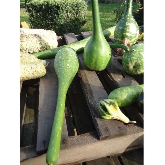 Sachet de graines de Courge calebasse extra longue dipper - 3 g ...