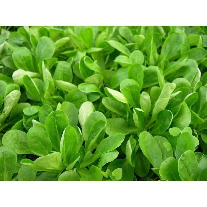 WEYE-Lot de 500 Graines de Mâche à Grosse Graine - Variété Volumineuse ...