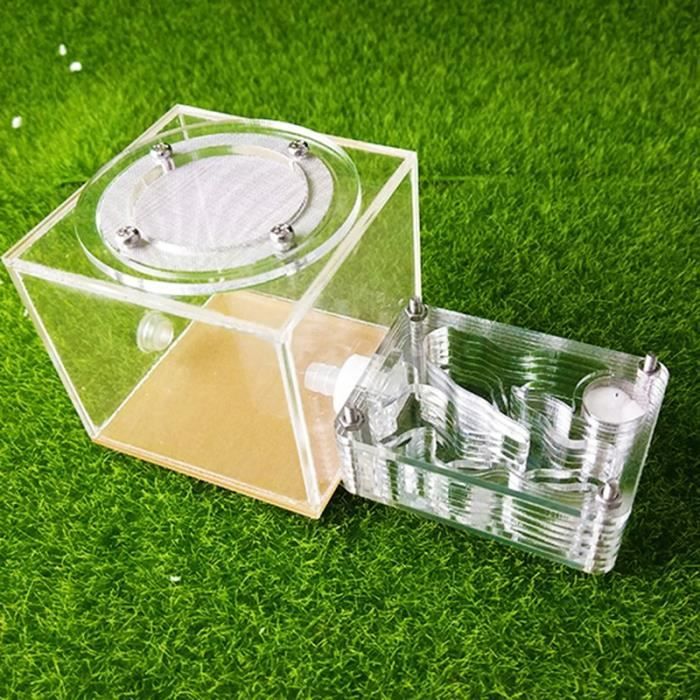 Valeur Style-G Fourmi en plâtre acrylique pour animaux de compagnie ...