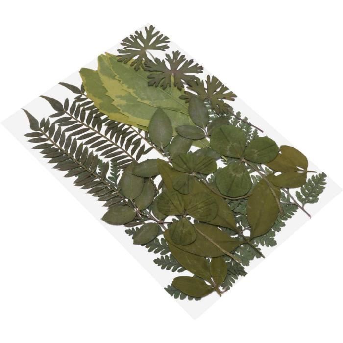 Feuille+Pour+Herbier Véritables Pressées Séchées Hortensias Pressées ...