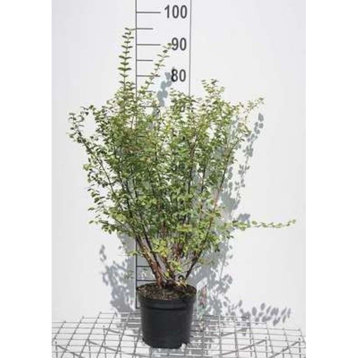 Symphoricarpos d. 'Magic Berry' - Symphorine 'Magic Berry' 50- 60 cm en ...