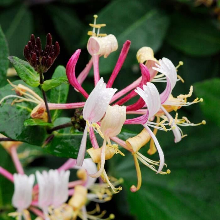 2x Lonicera Henryi – Chèvrefeuille – Plante grimpante – Persistant ...