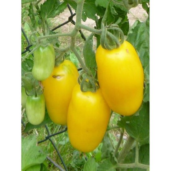 10 Graines De Tomate Golden Roma – Maturation Très Courte, Très Bon ...