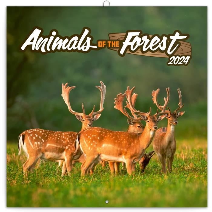 Calendrier Mural 2024 - Motif Animaux De La Forêt - Avec Brochures ...