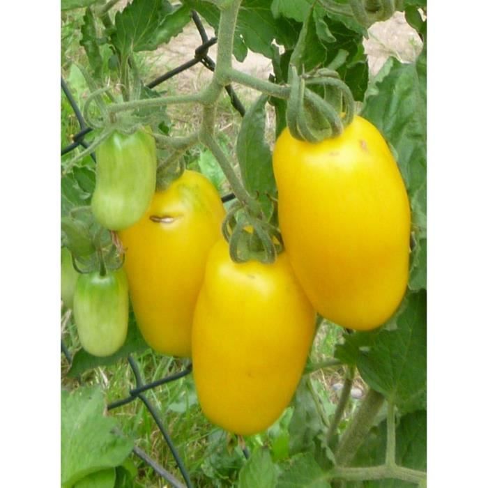10 Graines De Tomate Golden Roma – Maturation Très Courte, Très Bon ...