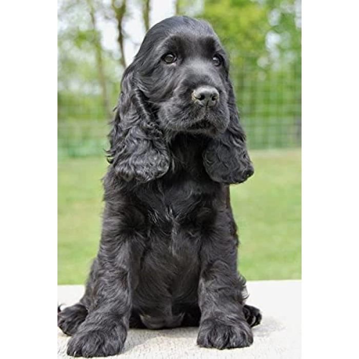 Diy 5D Diamond Painting Kit Forage Complet Cocker Spaniel Chien Noir ...