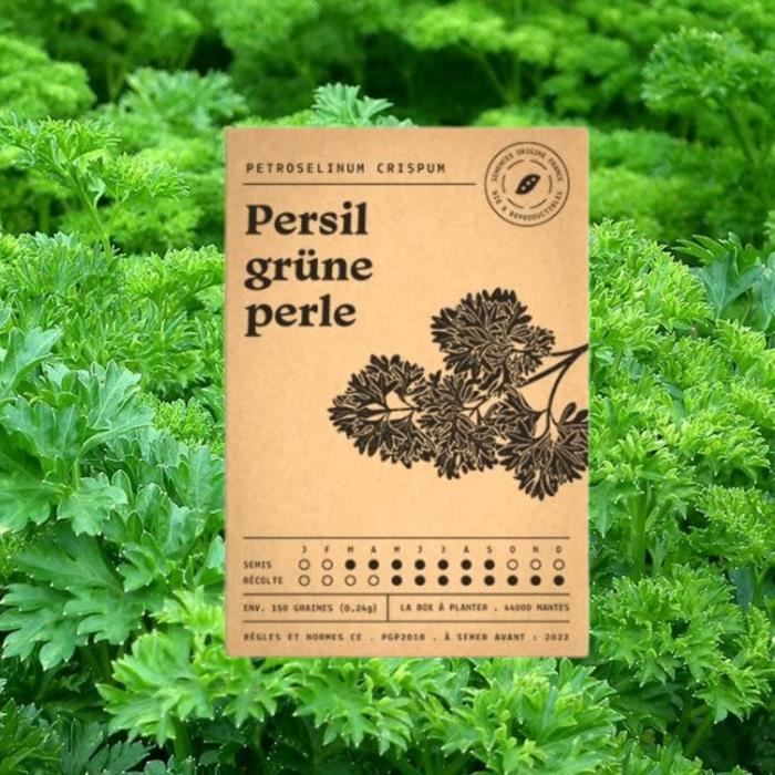 Lot De 2 Sachets De 150 Graines De Persil Grünes Perle-Semences D ...