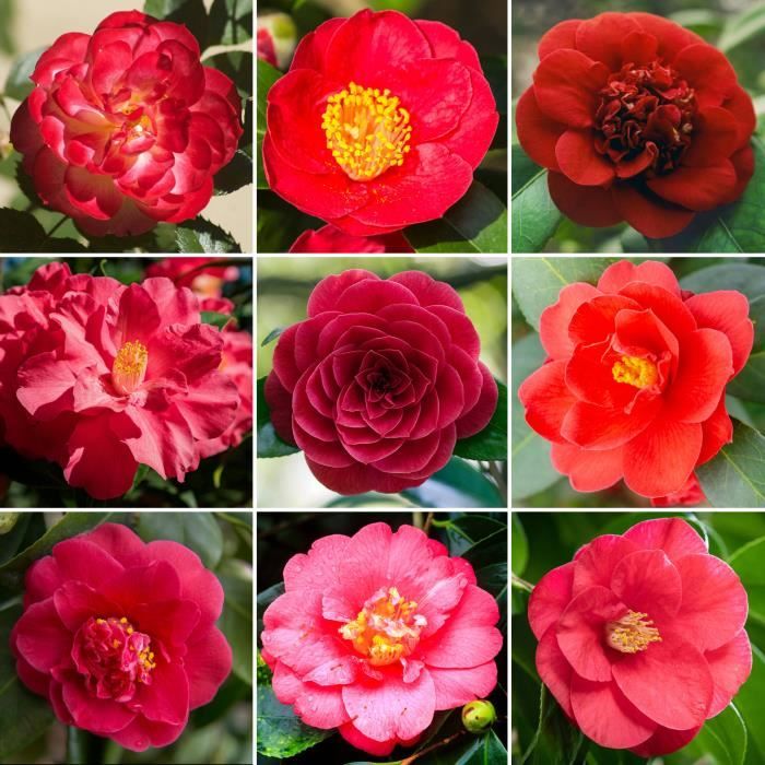 Arbuste Camélia Rouge Plante à superbes feuilles persistantes prête à ...