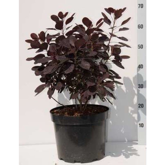 Cotinus cogg. 'Royal Purple' - Arbre À Perruque Pourpre, Fustet, 60- 80 ...