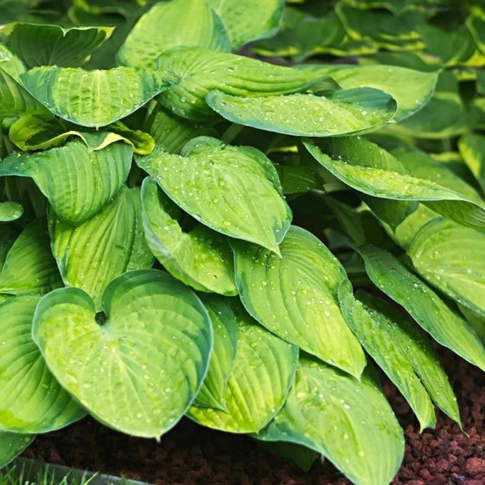 Hosta Paul's Glory - Cdiscount Jardin
