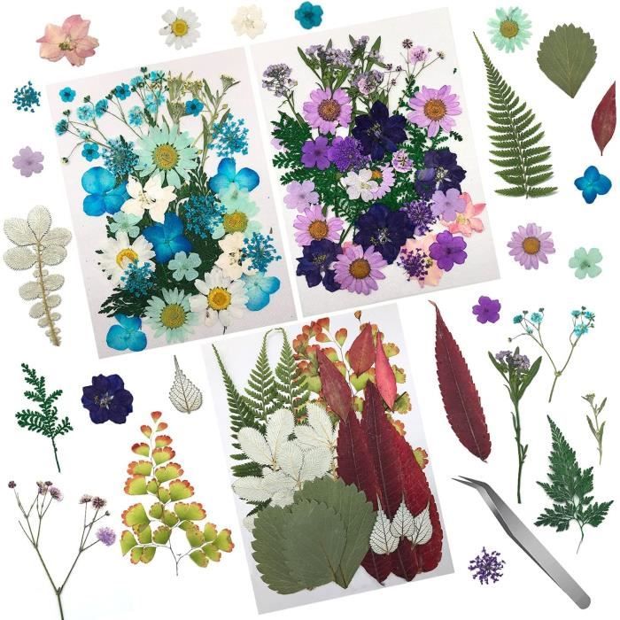 Cinco 90 Pcs Vraies Fleurs Et Feuilles Pressées Séchées Pétales ...
