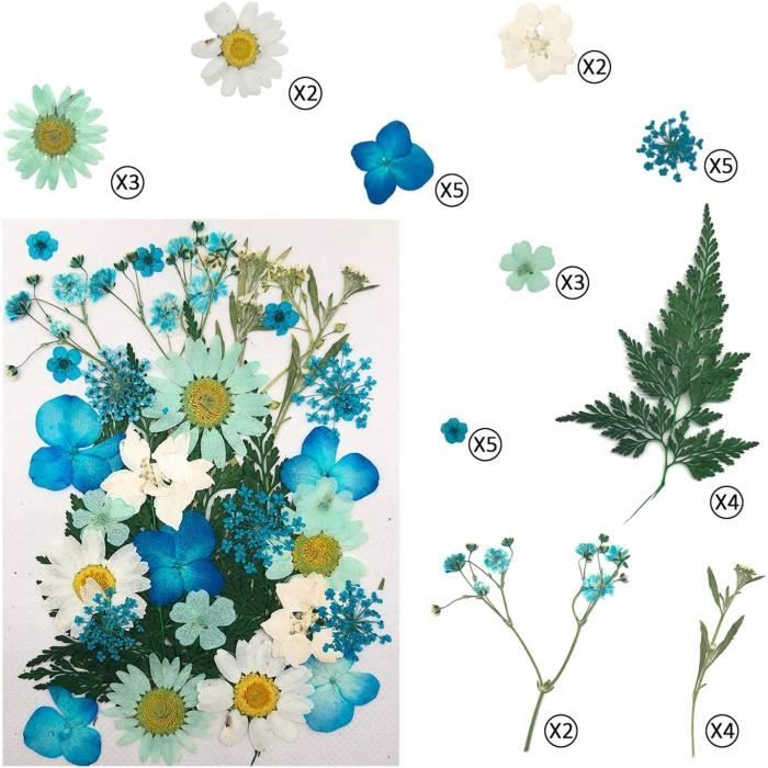 Cinco 90 Pcs Vraies Fleurs Et Feuilles Pressées Séchées Pétales ...