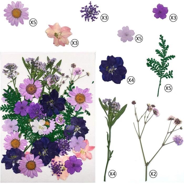 Cinco 90 Pcs Vraies Fleurs Et Feuilles Pressées Séchées Pétales ...