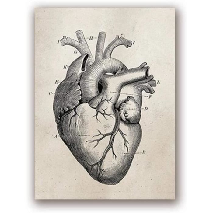 Posters,Affiches Vintage De Science De L'Anatomie Humaine, Impressions ...