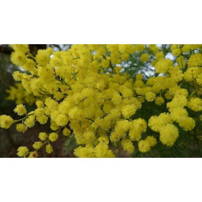 Nouveau Jardin Des Plantes 10 Graines Golden Mimosa Acacia Baileyana ...