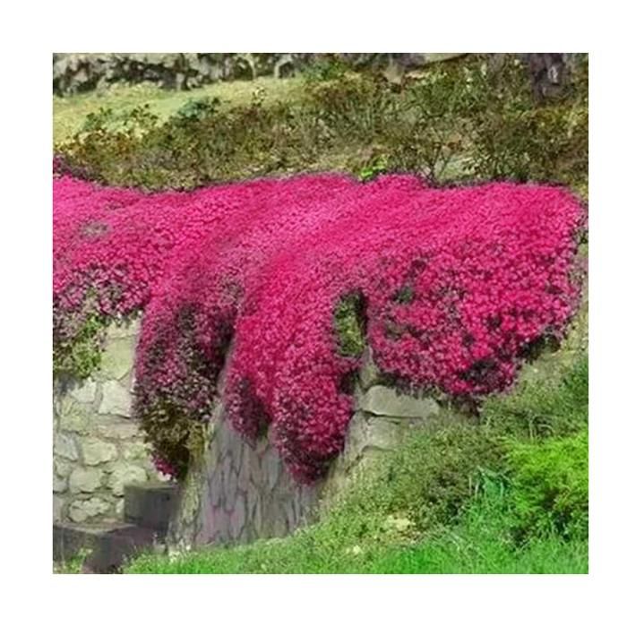 500 Graines de Thym Serpolet Rouge - Plante Vivace Couvre-Sol, Faciles ...