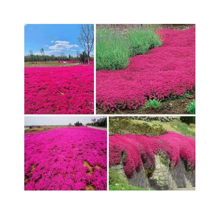 500 Graines de Thym Serpolet Rouge - Plante Vivace Couvre-Sol, Faciles ...
