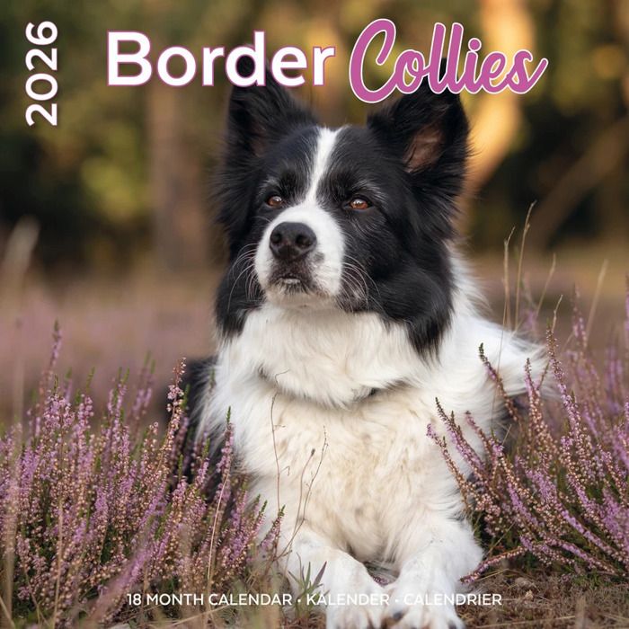 CALENDRIER BORDER COLLIE 2026 - Cdiscount Beaux-Arts et Loisirs créatifs