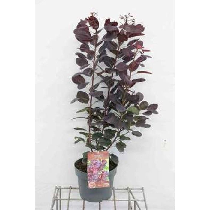 Cotinus cogg. 'Royal Purple' - Arbre À Perruque Pourpre, Fustet, 50- 60 ...