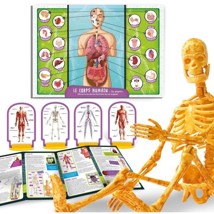 Découverte du corps humain - Kit Scientifique - I'M A GENIUS POCKET ...